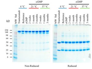 SDS Page/Native Page – RazuAd Analytical Services